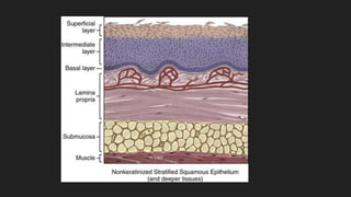 Normal Cells and Tissues | PPT