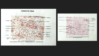 Normal Cells and Tissues | PPT