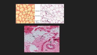 Normal Cells and Tissues | PPT