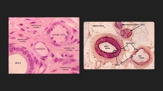 Normal Cells and Tissues | PPT