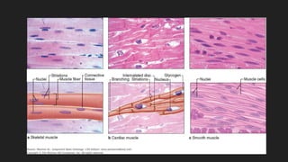 Normal Cells and Tissues | PPT