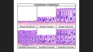 Normal Cells and Tissues | PPT