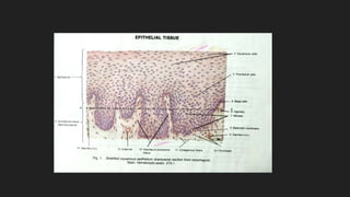 Normal Cells and Tissues | PPT