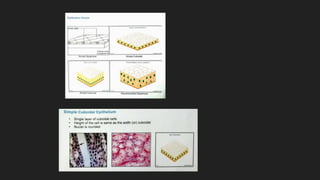 Normal Cells and Tissues | PPT