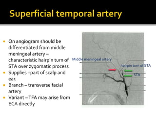 Superficial Temporal Artery Angiogram