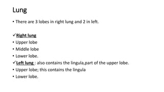 Normal chest x ray- Radiology Basics | PPTX