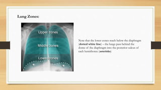 Normal chest x ray | PPTX