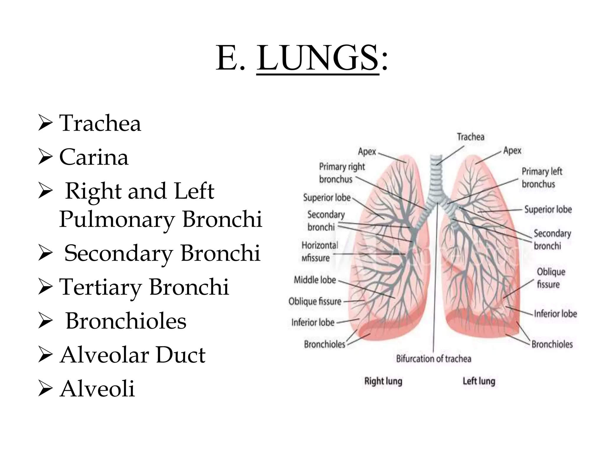 Normal Chest X-Rays & Its Systemic Approach- Anatomy | PPTX
