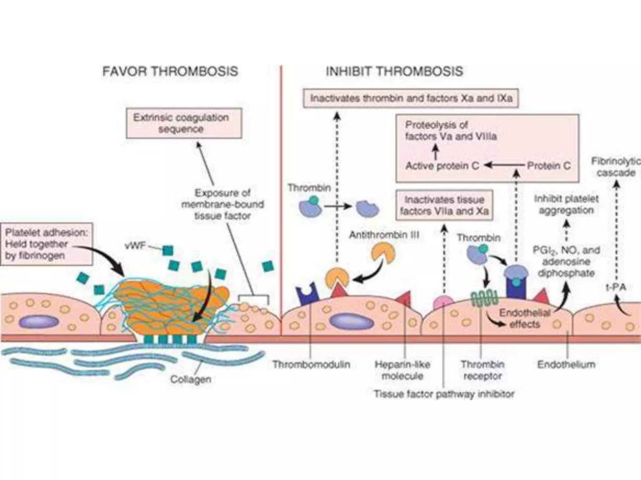Normal coagulation | PPTX