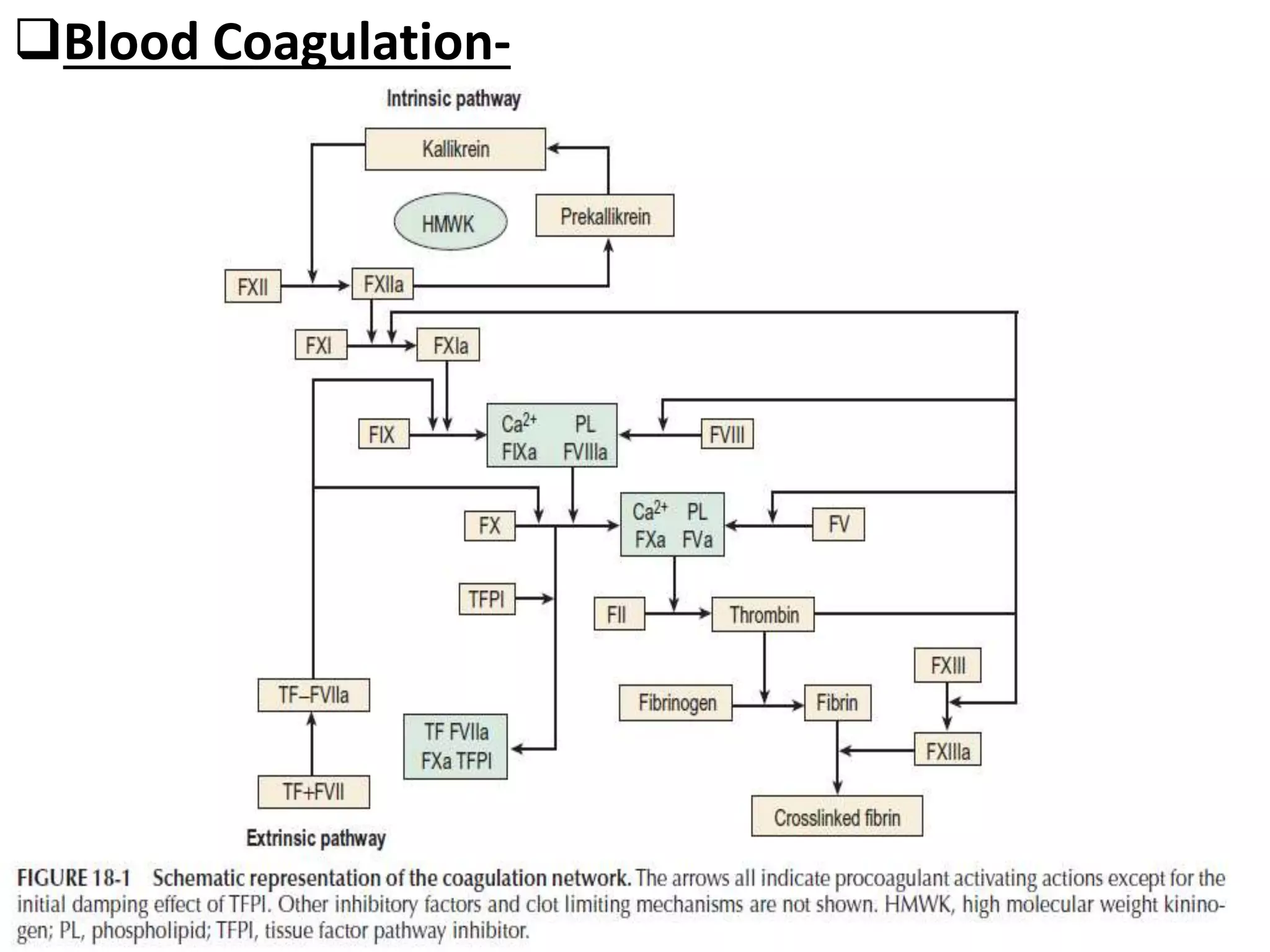 Normal coagulation | PPTX