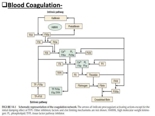 Normal coagulation | PPTX