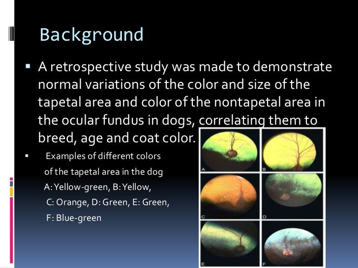 Normal color variations of the canine ocular fundus