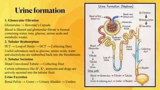 Normal constituents of urine, biochemistry. | PDF