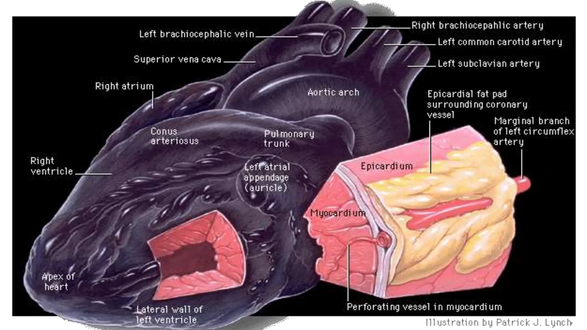 NORMAL CORONARY ANATOMY AND ANGIOGRAPHIC VIEWS SOURCE.pptx