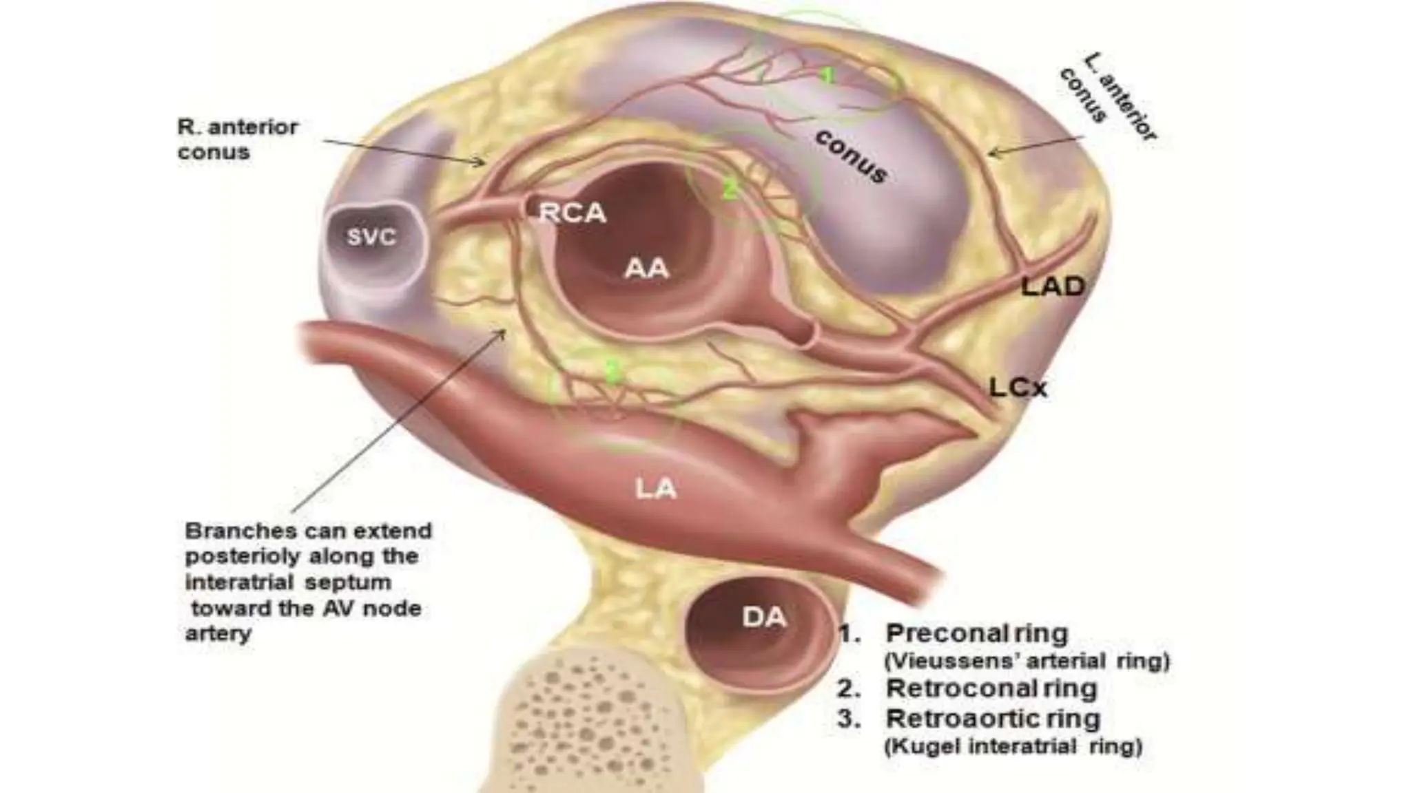 NORMAL CORONARY ANATOMY AND ANGIOGRAPHIC VIEWS SOURCE.pptx