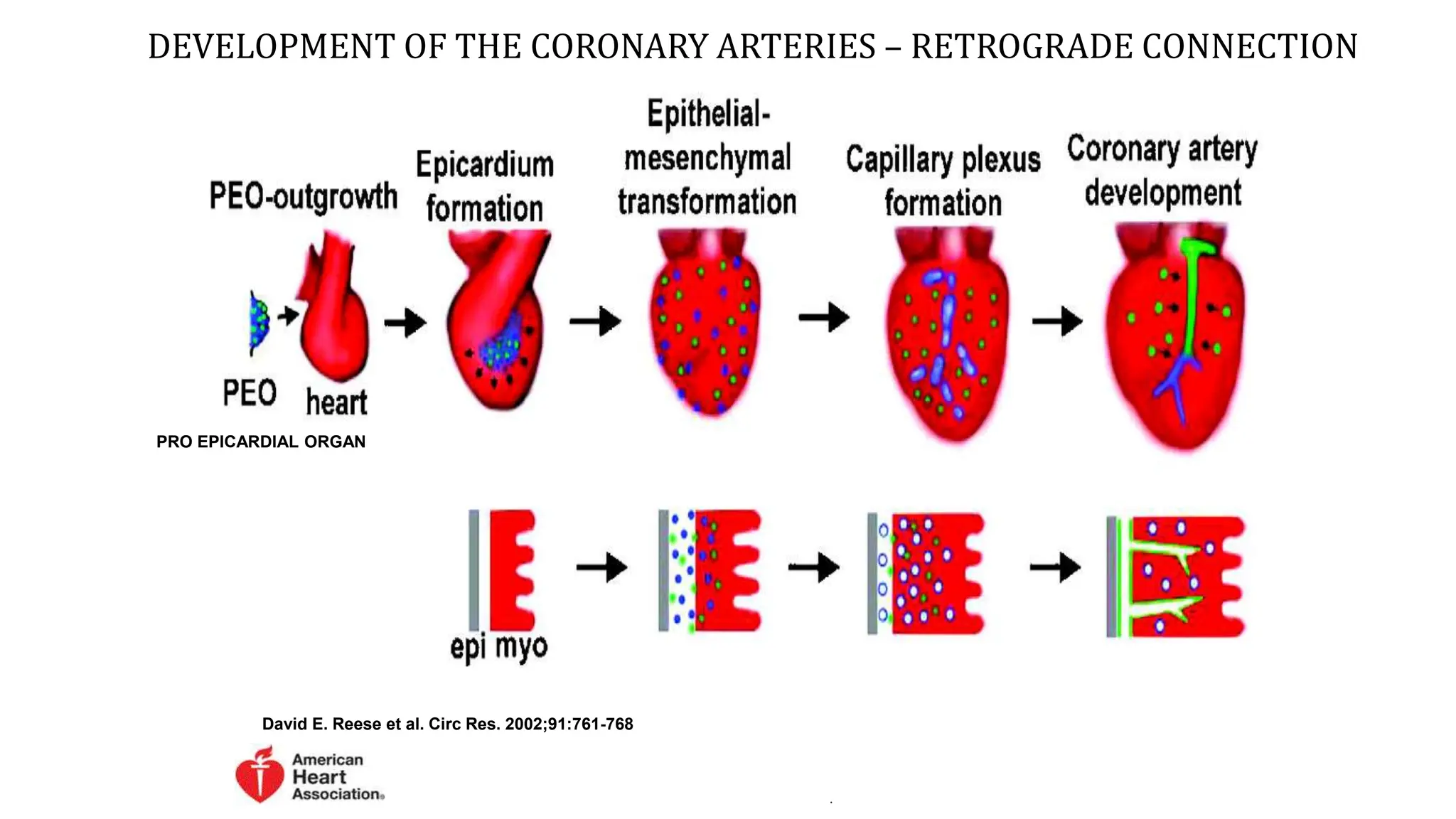 NORMAL CORONARY ANATOMY AND ANGIOGRAPHIC VIEWS SOURCE.pptx