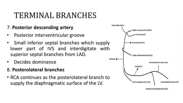 NORMAL CORONARY ANATOMY AND ANGIOGRAPHIC VIEWS SOURCE.pptx