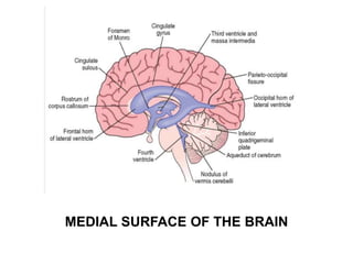 Normal CT BRAIN | PPTX