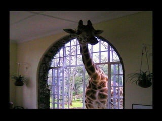 Normal day in africa | PPTX