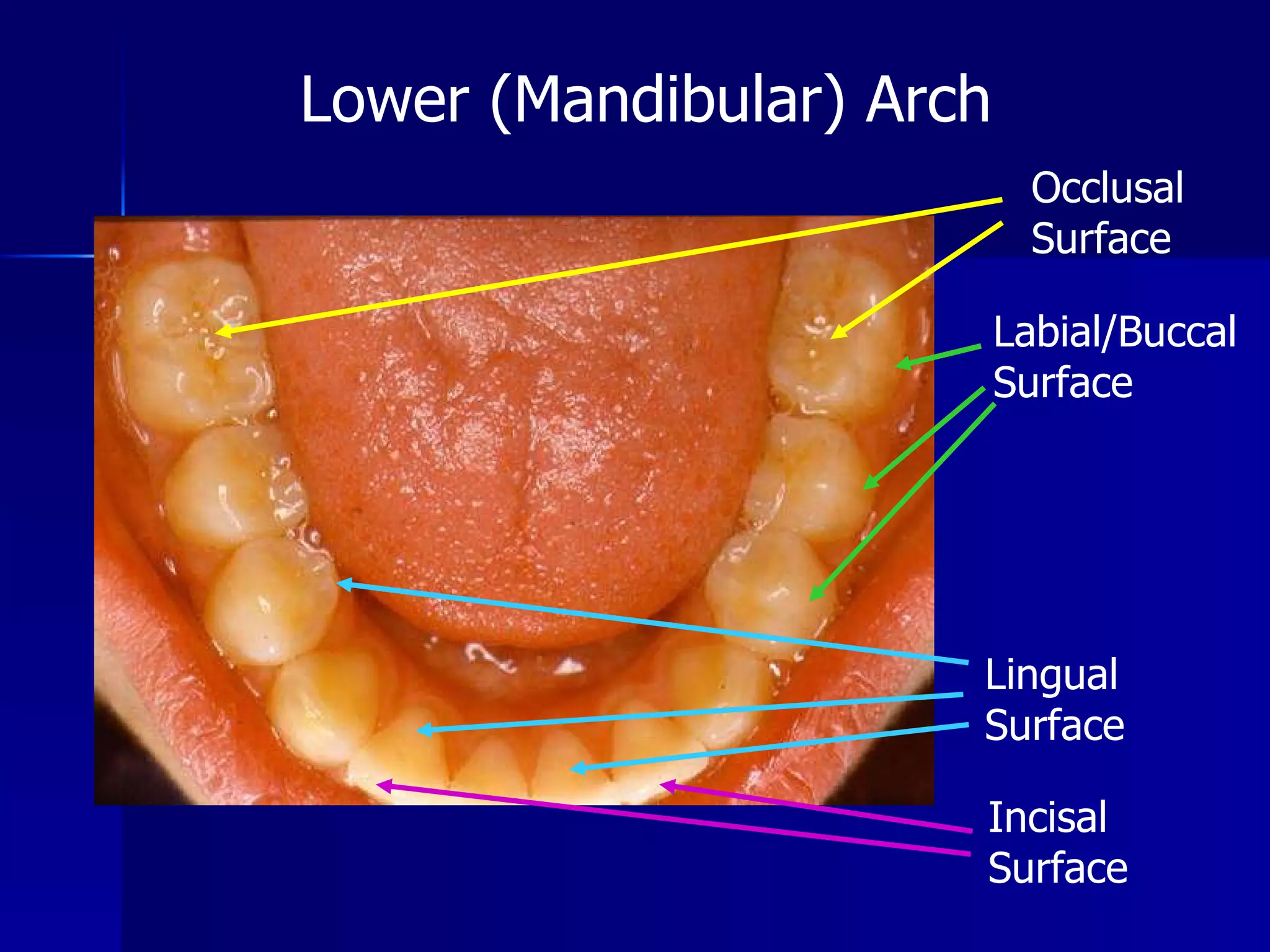 Normal+dental+development+and+oral+pathology | PPT