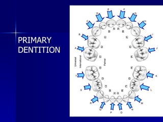 Normal+dental+development+and+oral+pathology | PPT