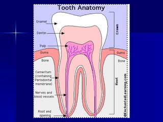 Normal+dental+development+and+oral+pathology | PPT