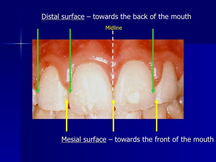 Normal+dental+development+and+oral+pathology