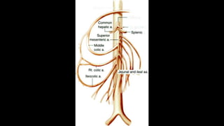 Normal doppler spectral pattern of abdominal and limb vessels final | PPTX
