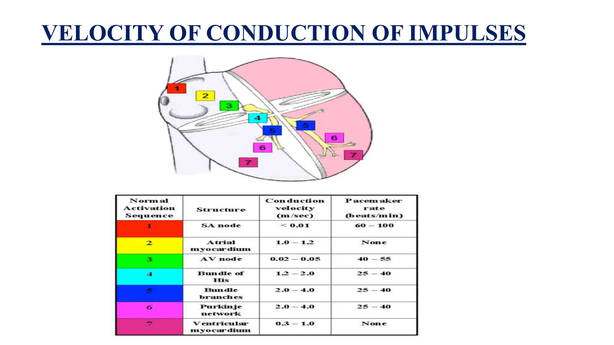 NORMAL Electrocardiogram, ECK/EKG PPT.... | PPTX