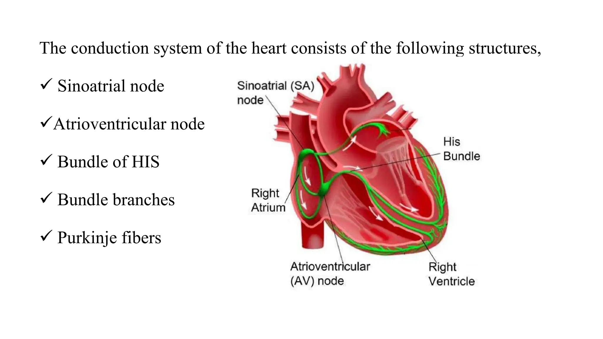 NORMAL Electrocardiogram, ECK/EKG PPT.... | PPTX