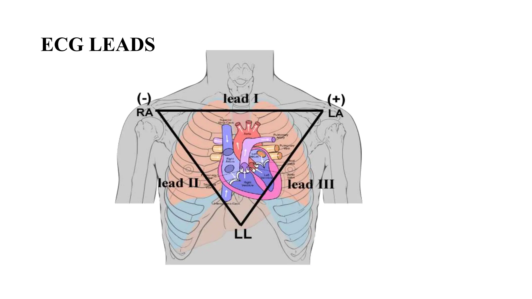 NORMAL Electrocardiogram, ECK/EKG PPT.... | PPTX