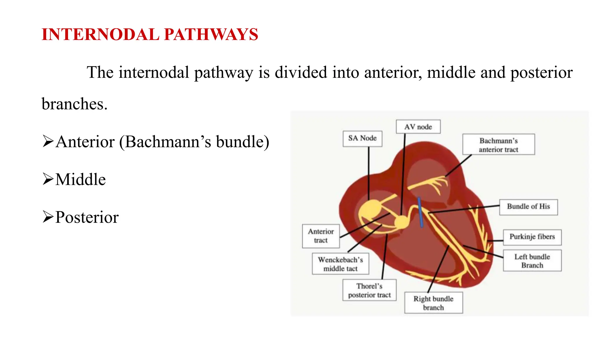 NORMAL Electrocardiogram, ECK/EKG PPT.... | PPTX