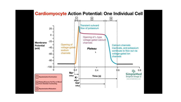 NORMAL Electrocardiogram, ECK/EKG PPT.... | PPTX