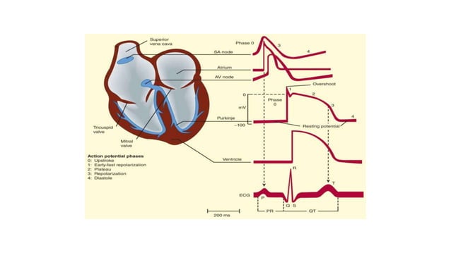 NORMAL Electrocardiogram, ECK/EKG PPT.... | PPTX