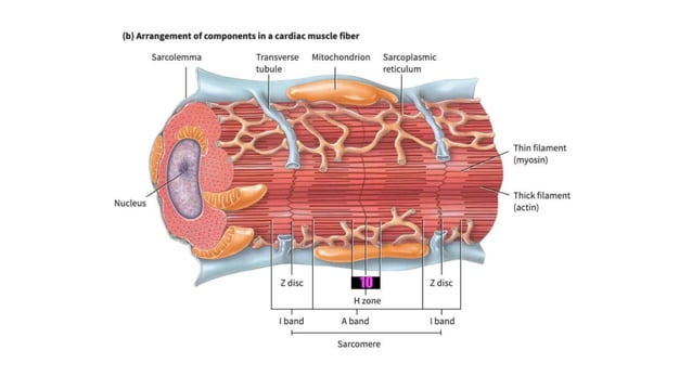 NORMAL Electrocardiogram, ECK/EKG PPT.... | PPTX