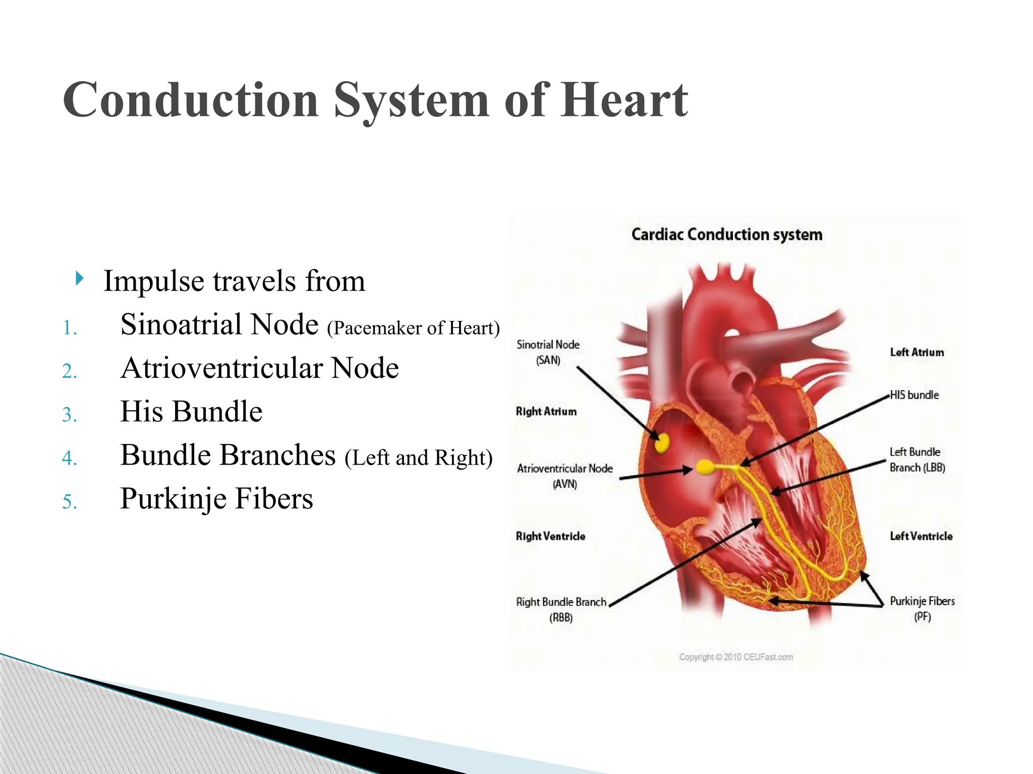 New 1 Normal ECG and it’s Interpretation.pptx