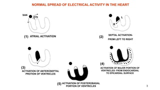 normal ecg dr rashmi.pptx