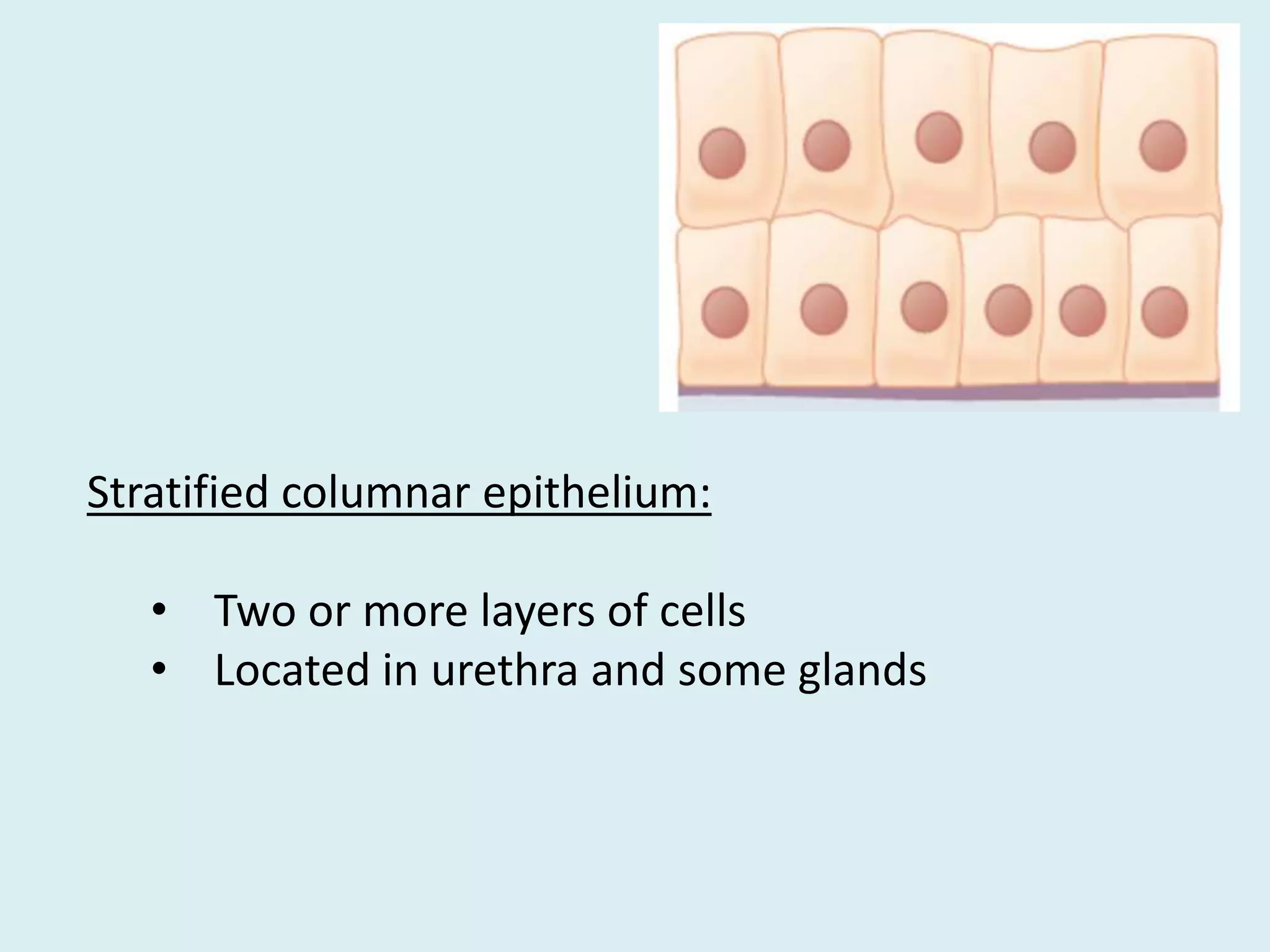 Normal epithelium | PPTX