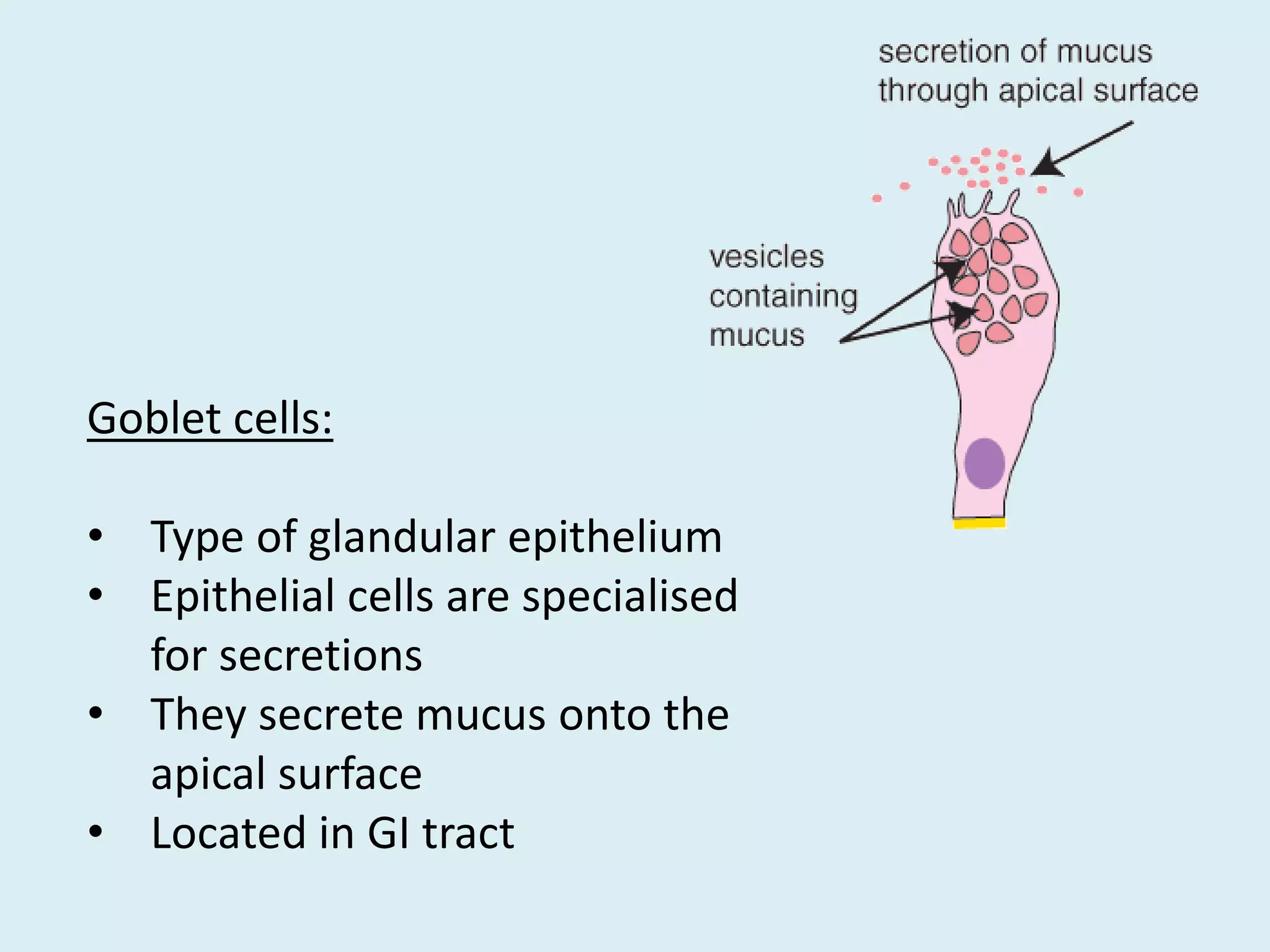 Normal epithelium | PPTX