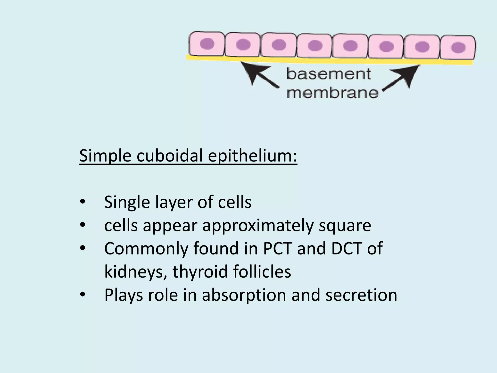 Normal epithelium | PPTX