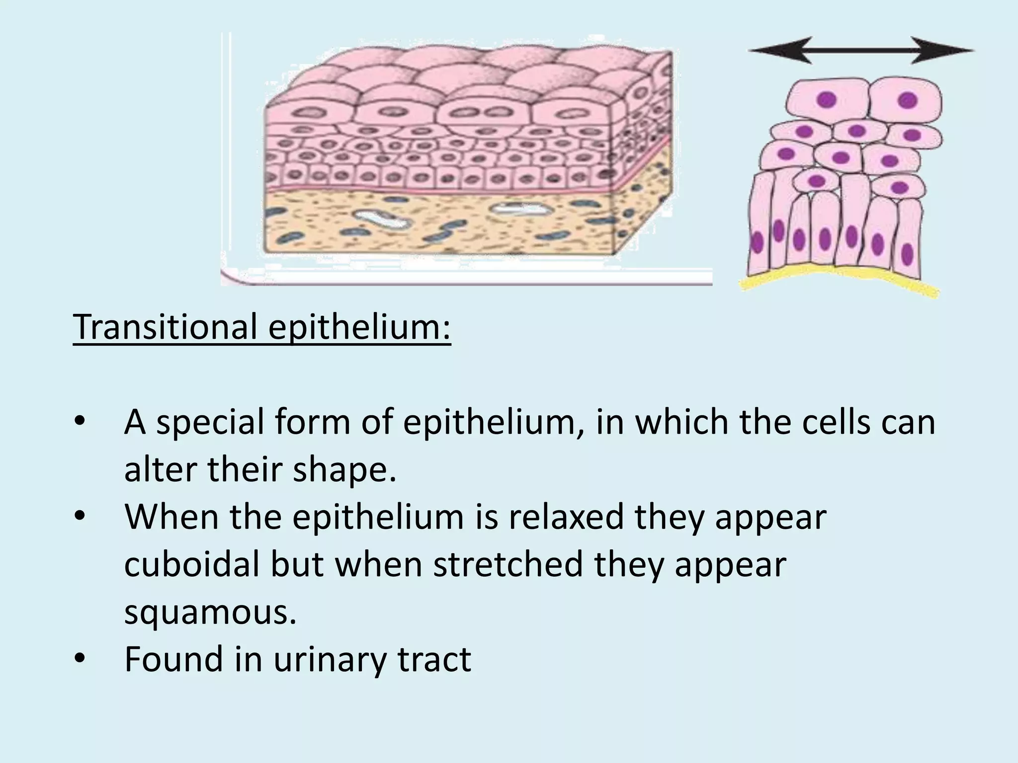 Normal epithelium | PPTX