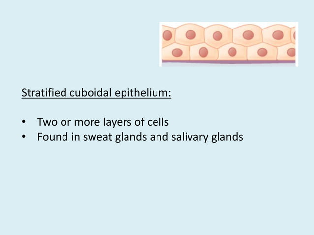 Normal epithelium | PPT