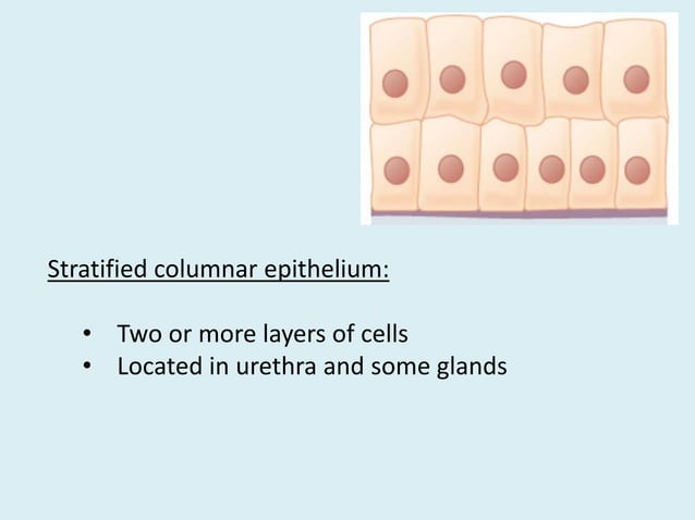 Normal epithelium | PPT