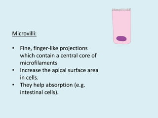 Normal epithelium | PPTX