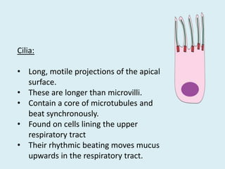 Normal epithelium | PPTX