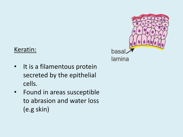 Normal epithelium | PPT