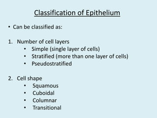 Normal epithelium | PPTX