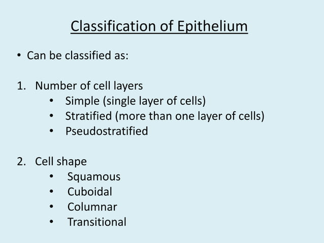Normal epithelium | PPT