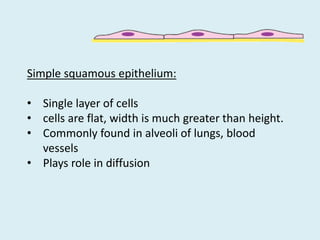 Normal epithelium | PPTX