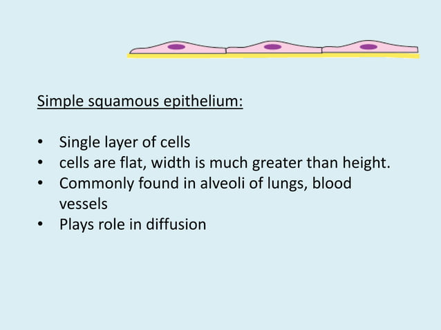 Normal epithelium | PPT